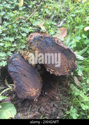 Dyeball (Pisolithus arhizus Stock Photo - Alamy
