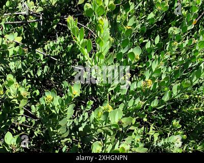 Cape Sumach (Colpoon compressum Stock Photo - Alamy
