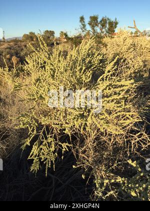Cattle Saltbush (Atriplex polycarpa Stock Photo - Alamy