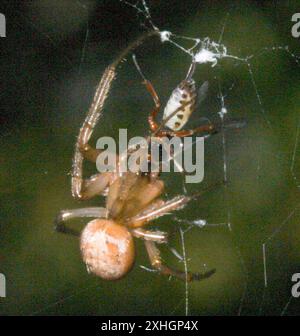 Missing-sector Orbweb Spiders (Zygiella) Arachnida Stock Photo - Alamy