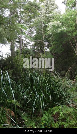 Giant cutty grass (Gahnia xanthocarpa), Plantae, Kauri Park ...