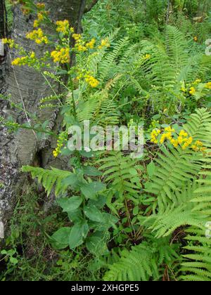 Swamp Goldenrod (Solidago patula Stock Photo - Alamy