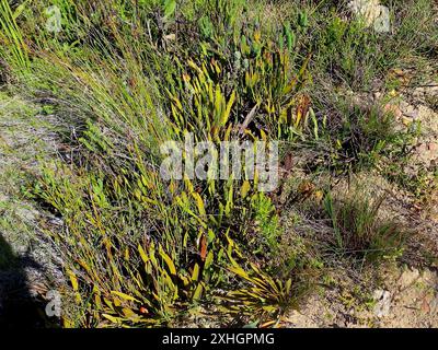 Sandpaperleaf Sugarbush (Protea scabra Stock Photo - Alamy