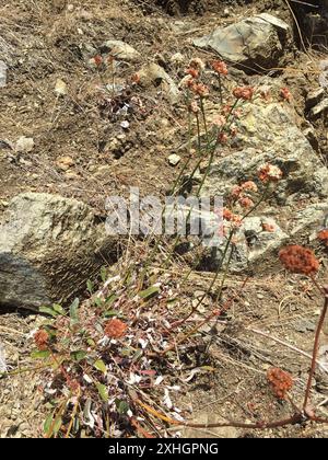 Seaside Buckwheat (Eriogonum latifolium Stock Photo - Alamy