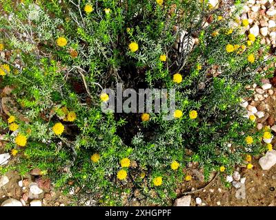 Bitterbush (Chrysocoma ciliata Stock Photo - Alamy