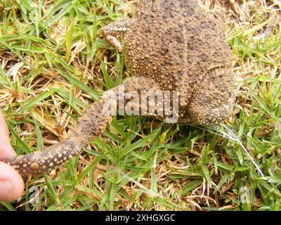 Guttural Toad (Sclerophrys gutturalis Stock Photo - Alamy