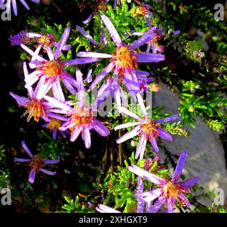 Fine Felicia (Felicia filifolia Stock Photo - Alamy
