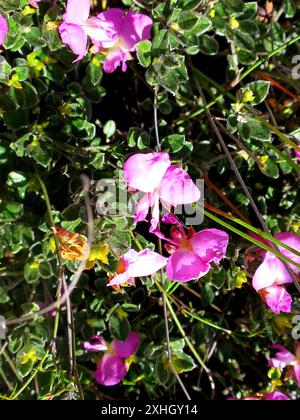 Creeping Capesweetpea (Podalyria biflora Stock Photo - Alamy