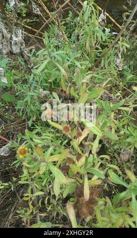 Spanish False Fleabane (Pulicaria paludosa Stock Photo - Alamy