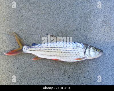 Striped Tigerfish (Hydrocynus vittatus Stock Photo - Alamy