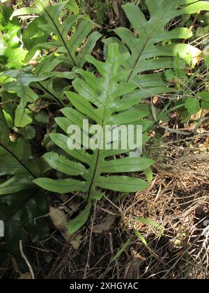 hound's tongue fern (Microsorum pustulatum) Plantae Stock Photo - Alamy