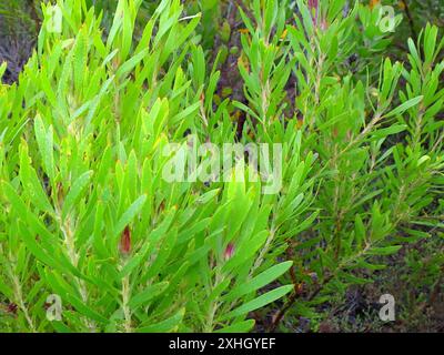Gumleaf Conebush (Leucadendron eucalyptifolium Stock Photo - Alamy