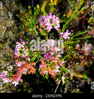 (Erica steinbergiana steinbergiana Stock Photo - Alamy