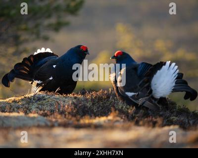 Tail of Lekking Black Grouse ( Lyrurus tetrix Stock Photo - Alamy