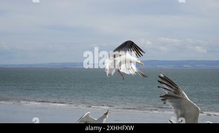 Seagulls flying over pebble beach in Normandy, France Stock Photo - Alamy