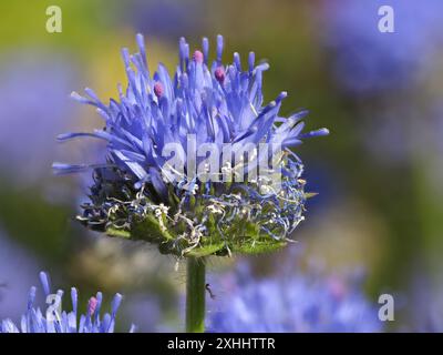 sheep's-bit, blue bonnets, blue buttons, blue daisy and iron flower ...