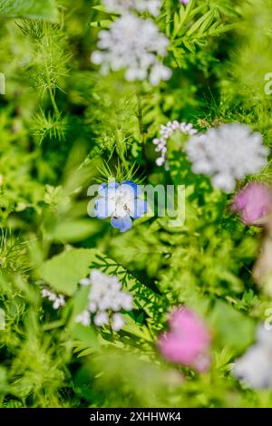 flower meadow with different kinds of flowers bad hofgastein garden ...