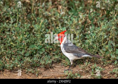 A Red-crested cardinal in Honolulu, Oahu, Hawaii, USA Stock Photo - Alamy