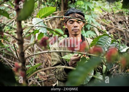 A coffee farmer is harvesting robusta coffee cherries at a coffee farm ...