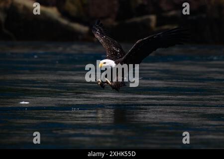 Bald Eagle fishing for Hake in Campbell River, Vancouver Island Stock ...