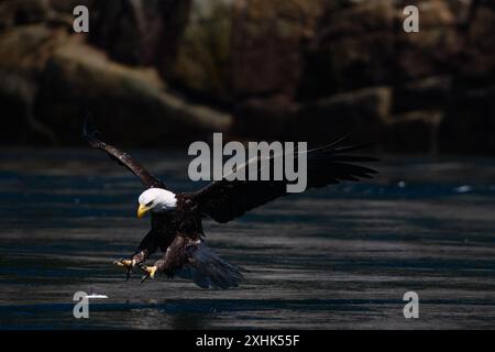 Bald Eagle fishing for Hake in Campbell River, Vancouver Island Stock ...