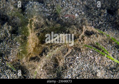 Masked burrowing crab, Gomeza bicornis, Corystidae, Anilao, Batangas ...