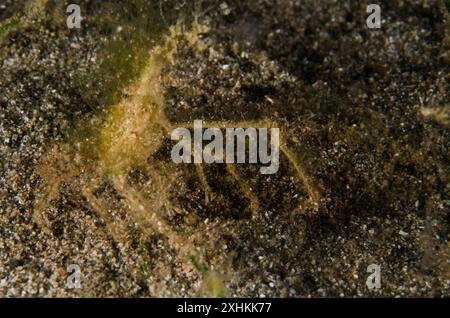 Masked burrowing crab, Gomeza bicornis, Corystidae, Anilao, Batangas ...