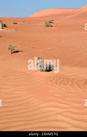 Sultanate of Oman, Ash Sharqiyah Governorate, modern port of Sour ...