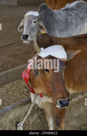 India, Rajasthan, Nagaur surroundings, Shri Krishna Gopal Gauseva ...