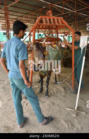 India, Rajasthan, Nagaur surroundings, Shri Krishna Gopal Gauseva ...