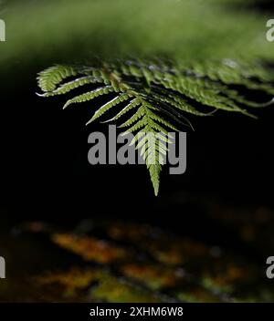 Tree fern fronds in the Royal Botanic Gardens of Victoria, Melbourne ...