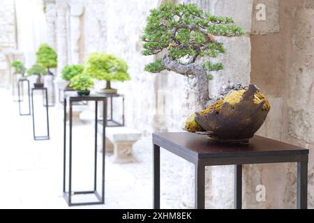 Several bonsais of different species at a bonsai exhibition Stock Photo ...