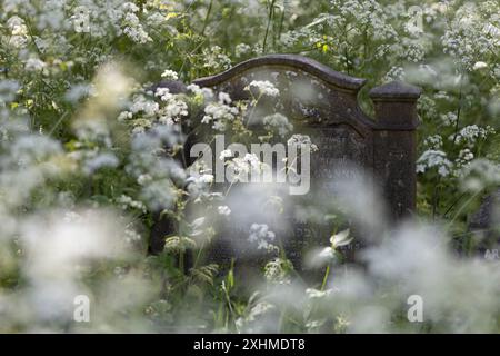 An old grave stone surrounded by a profusion of flowering cow parsley ...