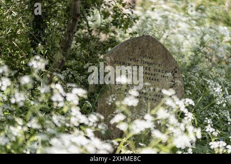 An old grave stone surrounded by a profusion of flowering cow parsley ...
