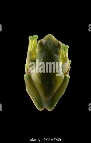 frog from above crawling close up isolated on white background - red ...