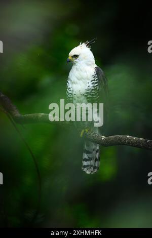 Ornate Hawk-Eagle in cloud forest of Panama Stock Photo - Alamy