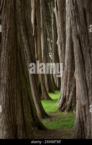 Old Cypress trees with rough textured bark Stock Photo - Alamy