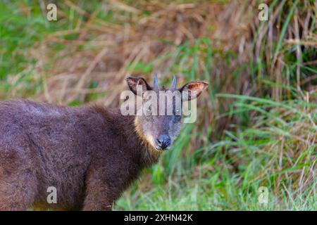 Taiwan serow in the forest of taiwan, endemic bovid Stock Photo - Alamy