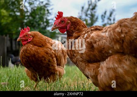 2 large rustic red hens walk around the yard and look at the camera ...