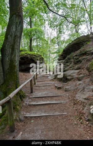 A wooded area with a path leading up to a hill. The path is made of ...