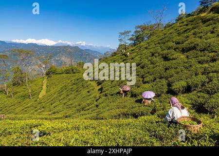 India, West Bengal, Darjeeling, Puttabong (Tukvar) tea garden, tea ...
