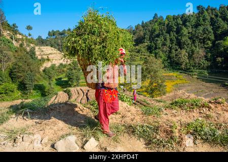 Nepal, Dhulikhel, transport of fodder on the back by women Stock Photo ...