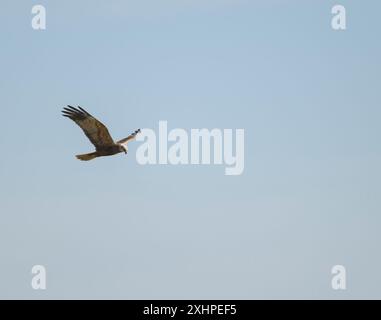 Western marsh harrier in flight in its natural habitat Stock Photo - Alamy