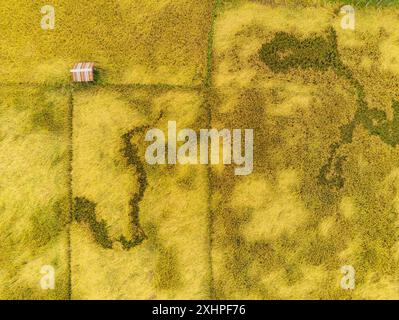 Nepal, Chitwan region, Ratnanagar, rice fields (aerial view Stock Photo ...