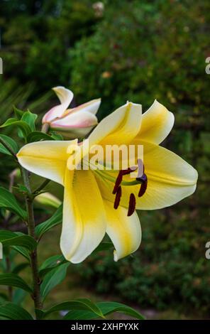 Giant lily 'rocket' Stock Photo - Alamy