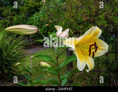 Giant lily 'rocket' Stock Photo - Alamy