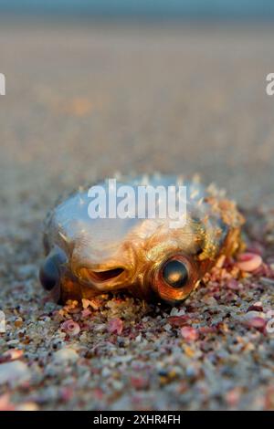 Fish on the beach. Sultanate of Oman Stock Photo - Alamy