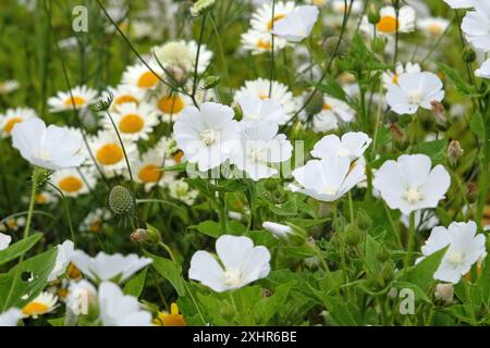 White flowered Poppy Mallow in bloom Stock Photo - Alamy