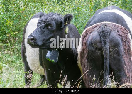 Cattle cows wearing smart GPS tracking collars, livestock tracker ...