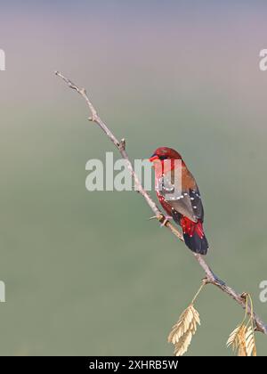 Finch male flying with its beautiful red colour spread wings with a ...